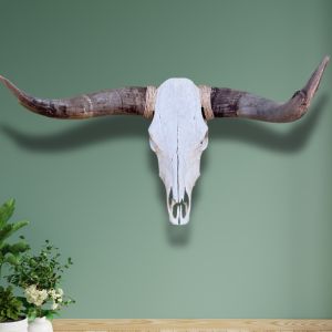 Genuine Plain Skulls with Long Horns — El Paso Saddleblanket
