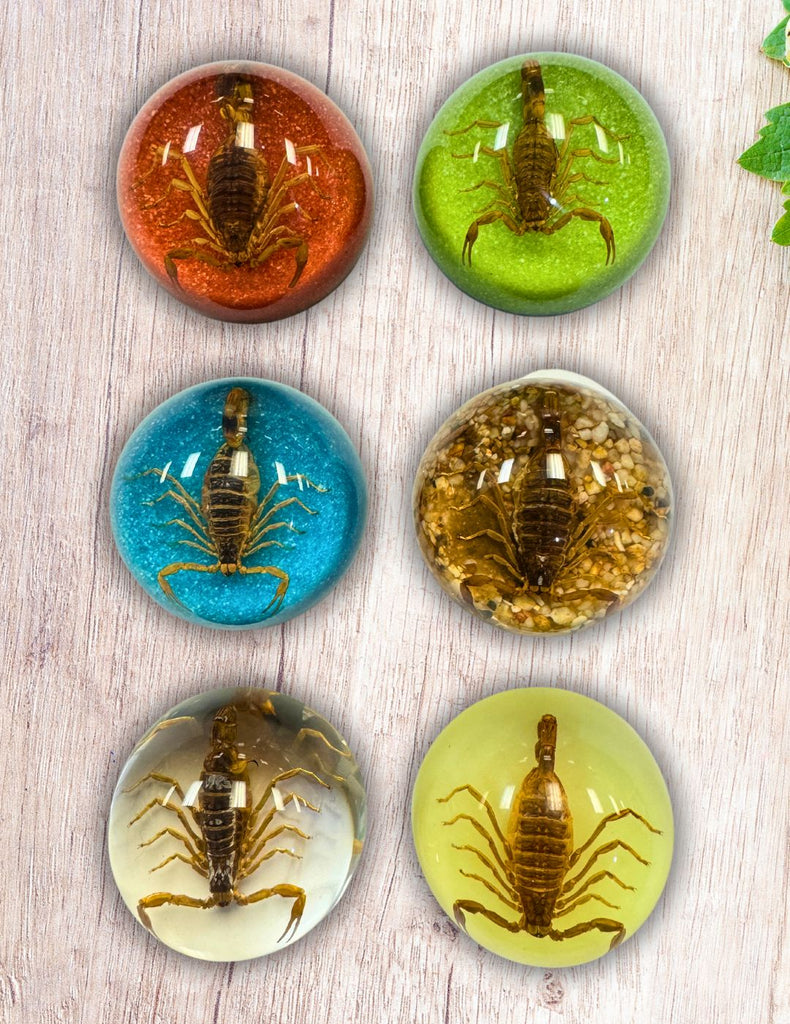 Medium, Half Dome Scorpion Paperweight. — El Paso Saddleblanket