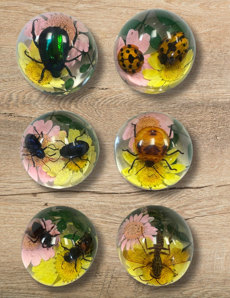 Small Half Dome Insect Paperweight — El Paso Saddleblanket