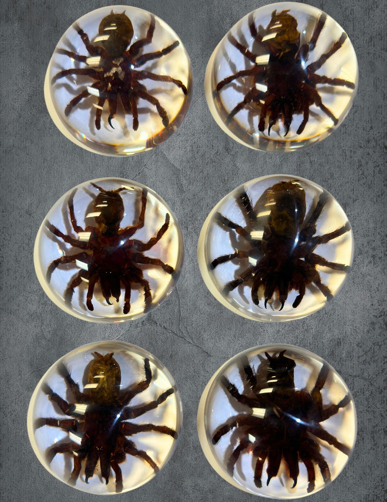 Medium, Half Dome Tarantula Paperweight — El Paso Saddleblanket